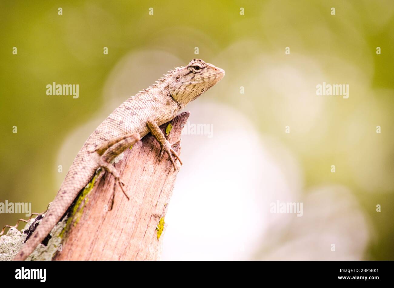 emma gray's forest lizard also know as the forest crested lizard, is an ...