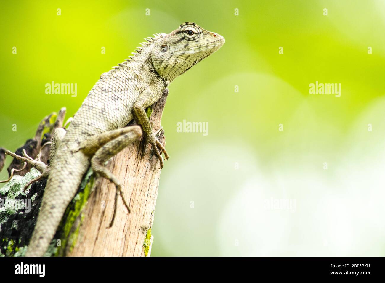 emma gray's forest lizard also know as the forest crested lizard, is an ...