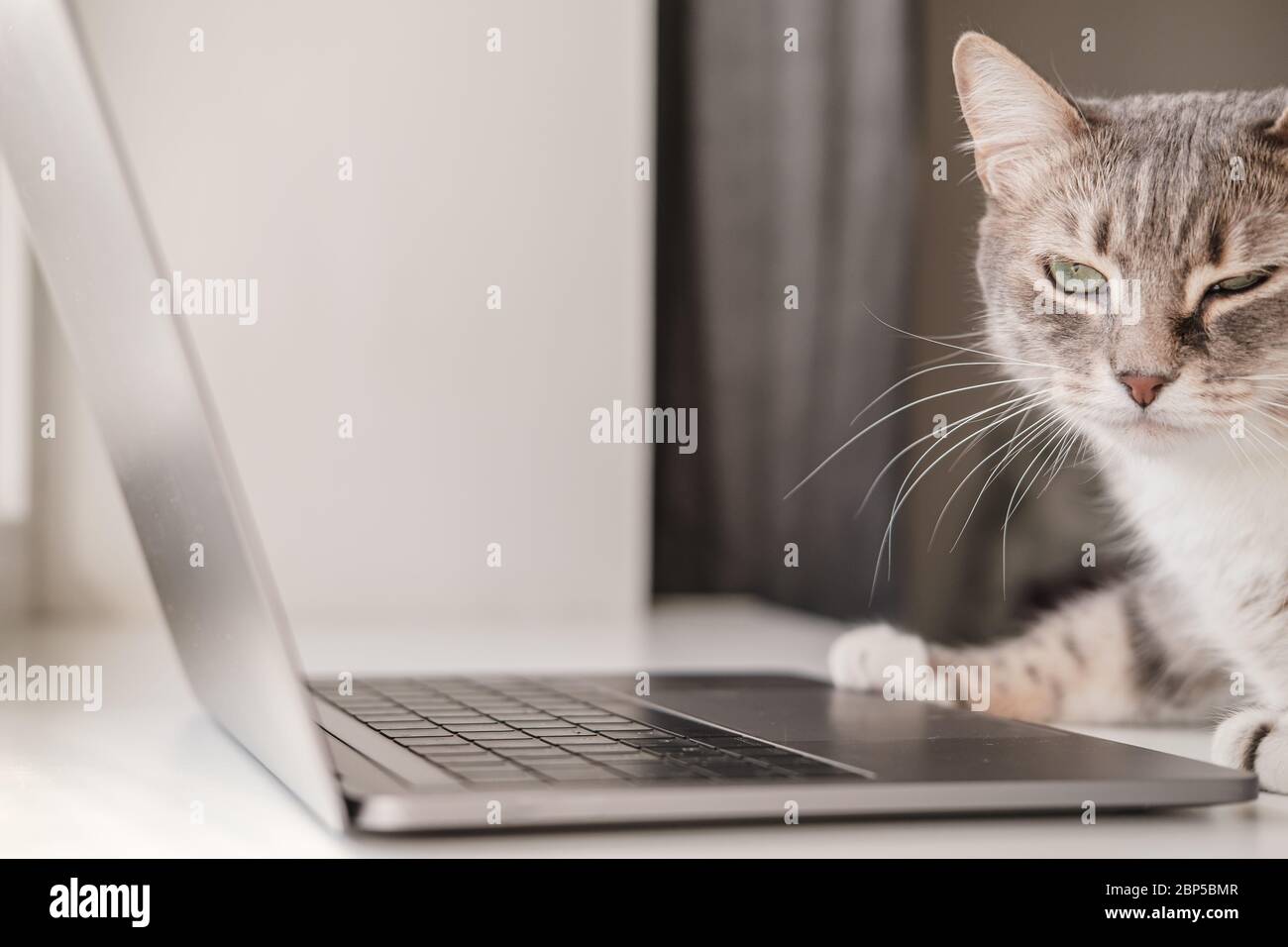 Sad cat with a sore eye is looking for a veterinary clinic using a ...