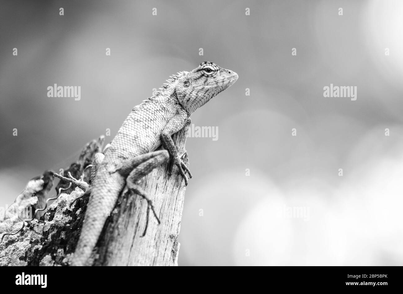 emma gray's forest lizard also know as the forest crested lizard, is an ...