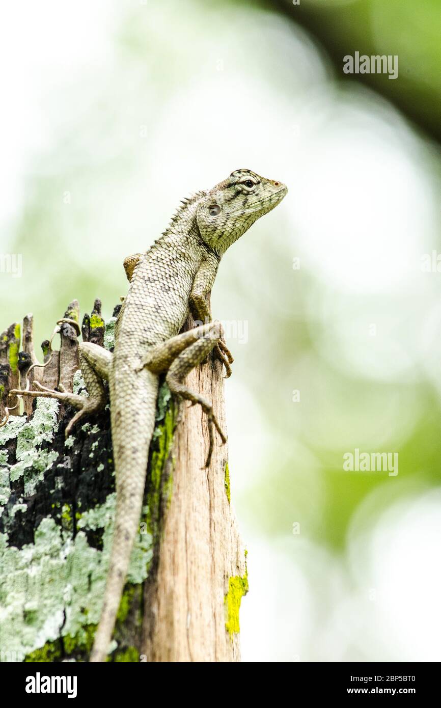 emma gray's forest lizard also know as the forest crested lizard, is an ...