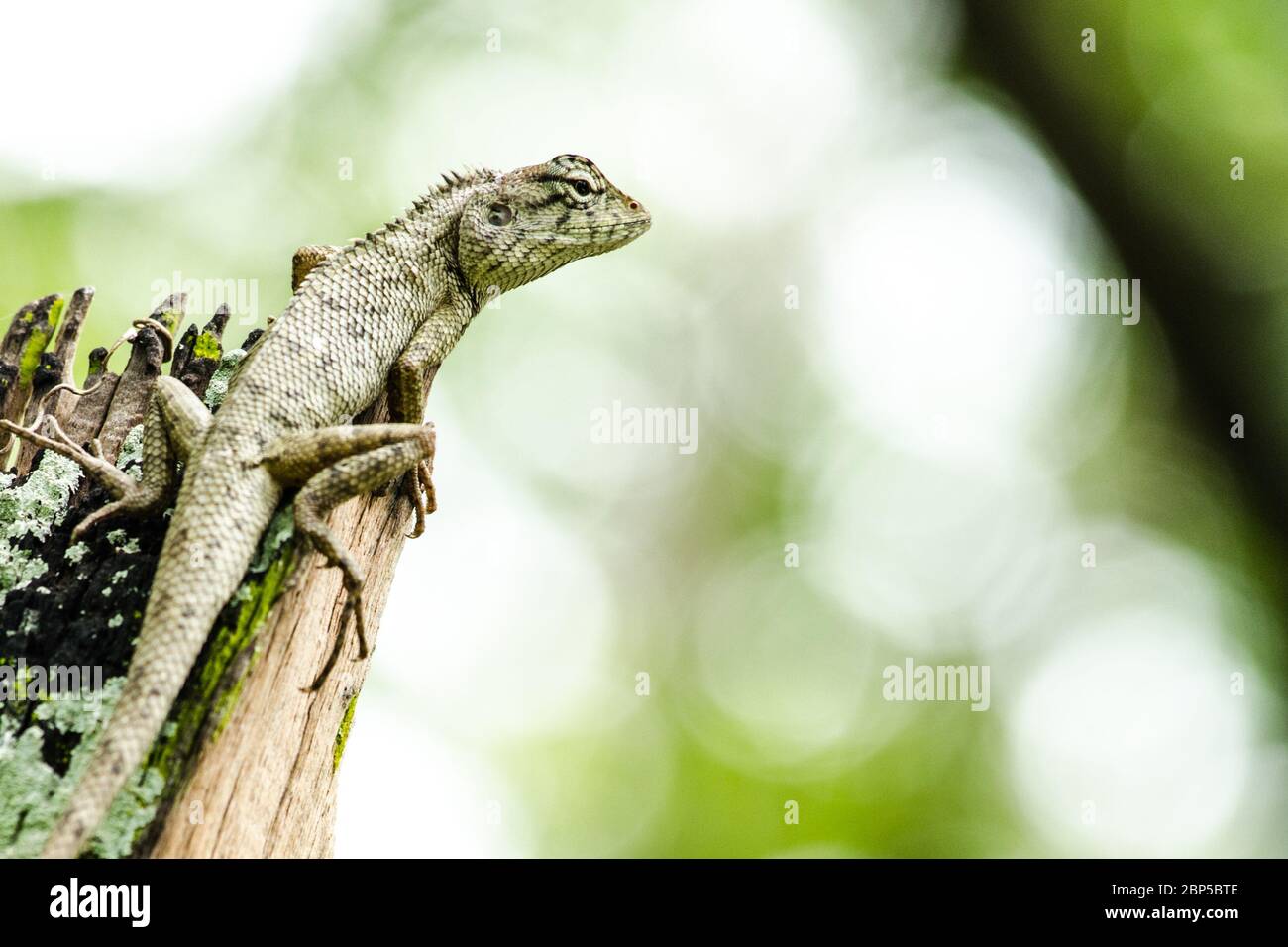 emma gray's forest lizard also know as the forest crested lizard, is an ...