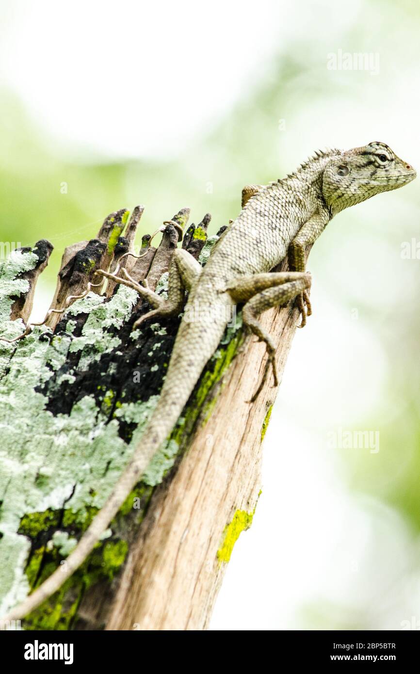 emma gray's forest lizard also know as the forest crested lizard, is an ...