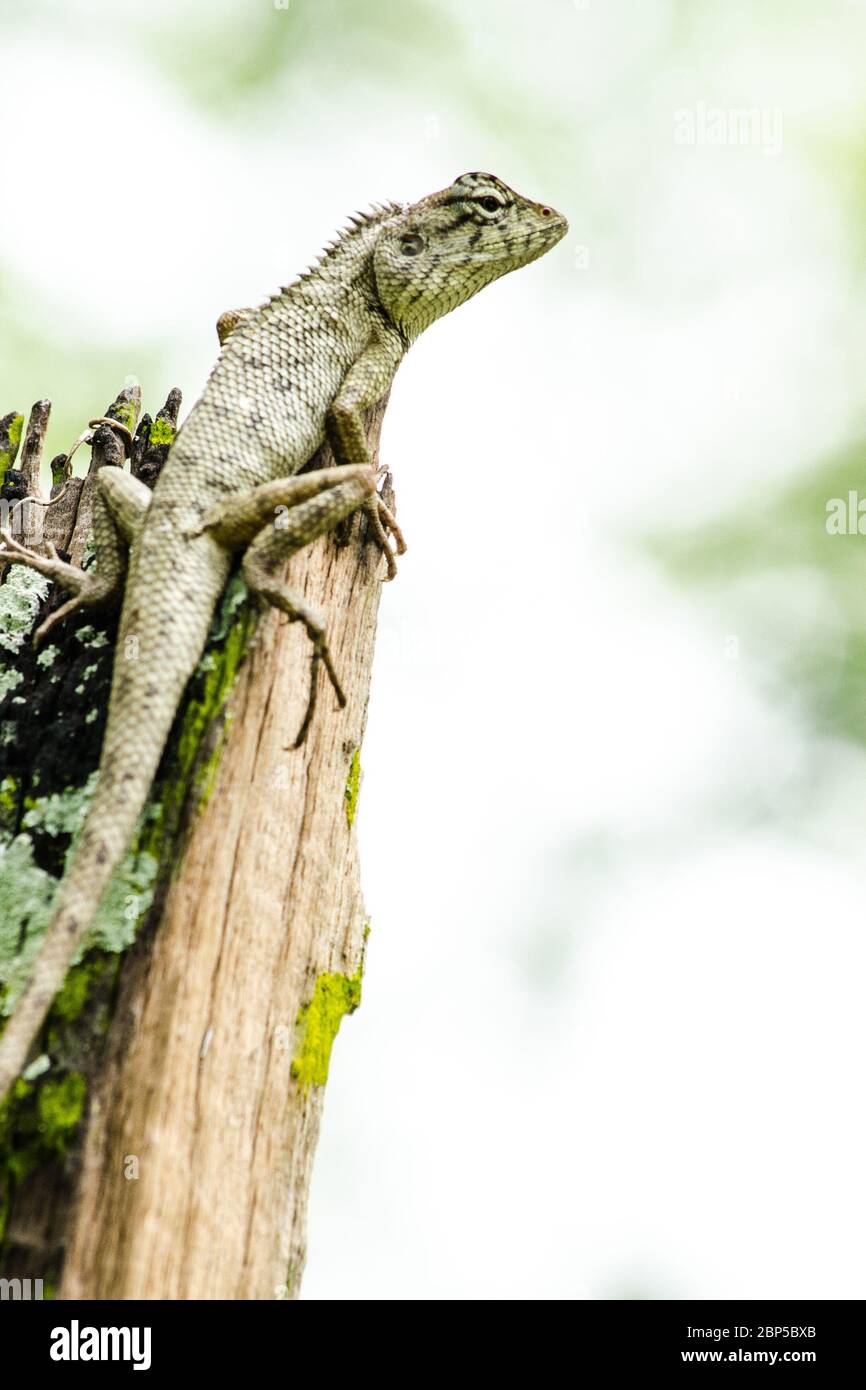 emma gray's forest lizard also know as the forest crested lizard, is an ...