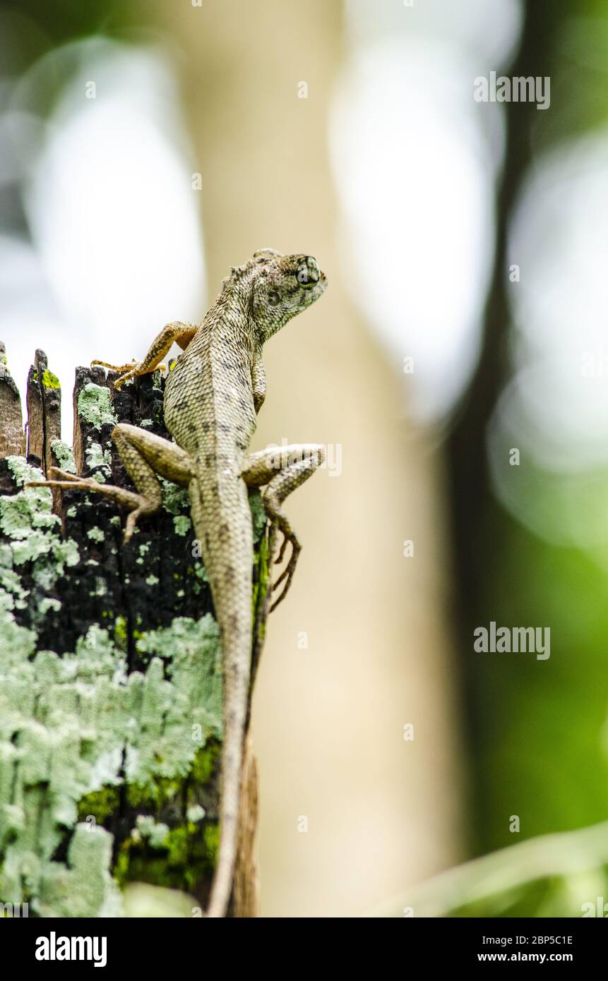 emma gray's forest lizard also know as the forest crested lizard, is an ...