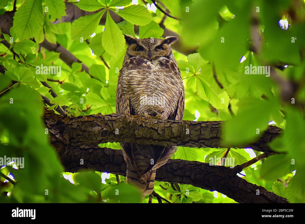 Owl Closeup, Great horned owl, Bubo virginianus in a chestnut tree with ...