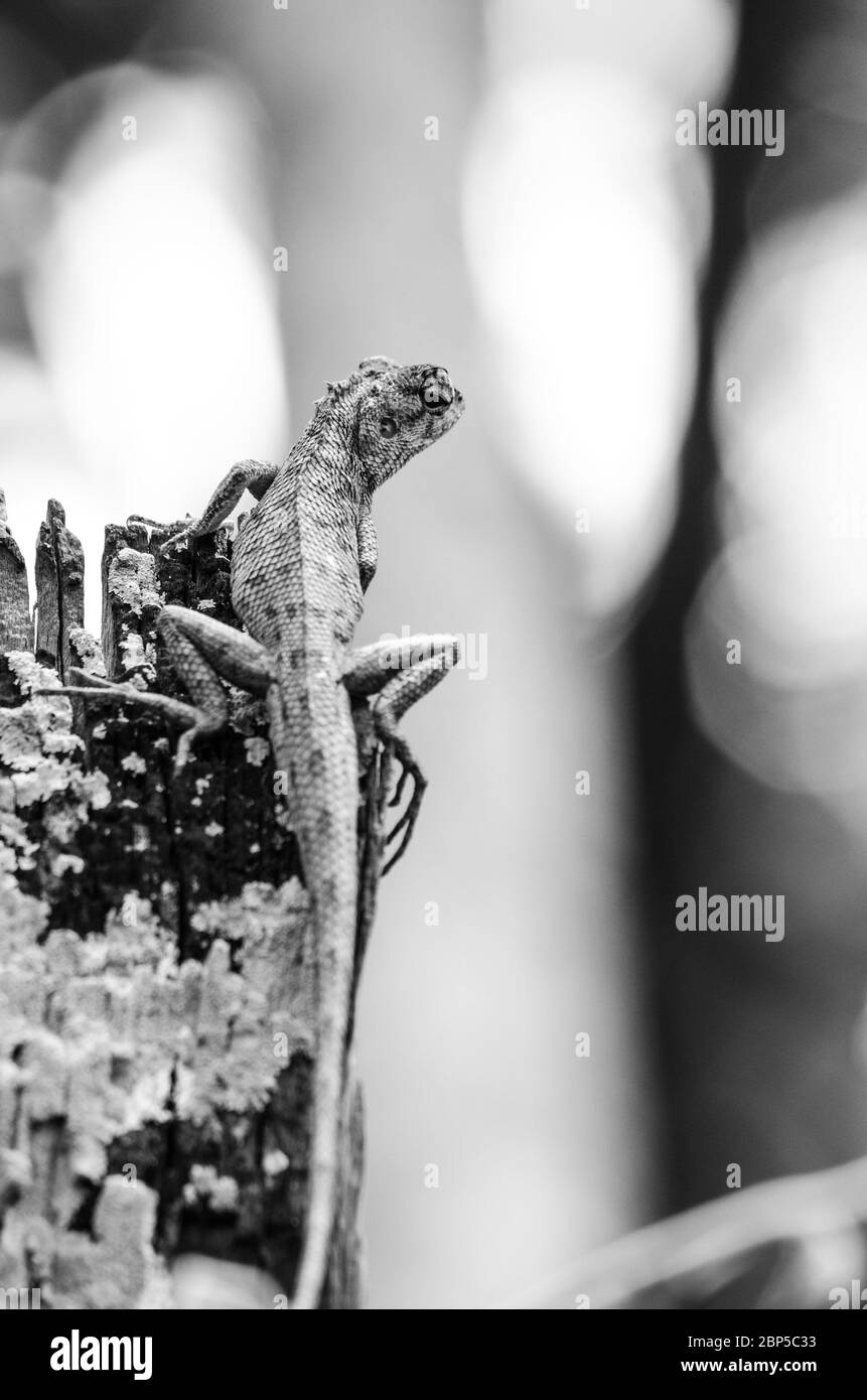 emma gray's forest lizard also know as the forest crested lizard, is an ...