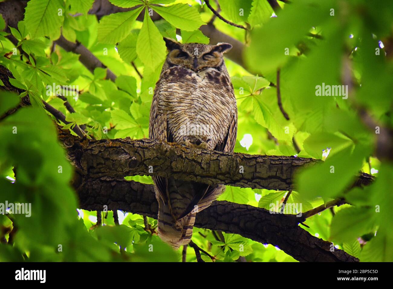 Owl Closeup, Great horned owl, Bubo virginianus in a chestnut tree with ...