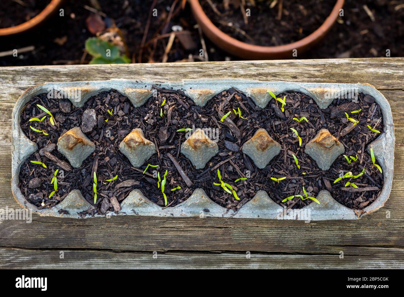 Egg box and planter hi-res stock photography and images - Alamy