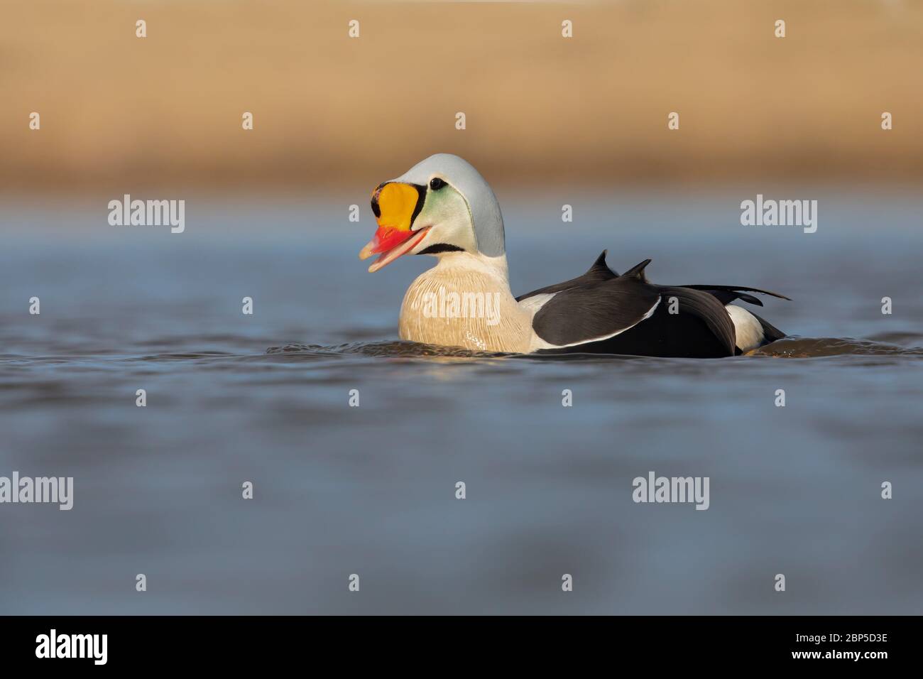 Arctic king eider hi-res stock photography and images - Alamy