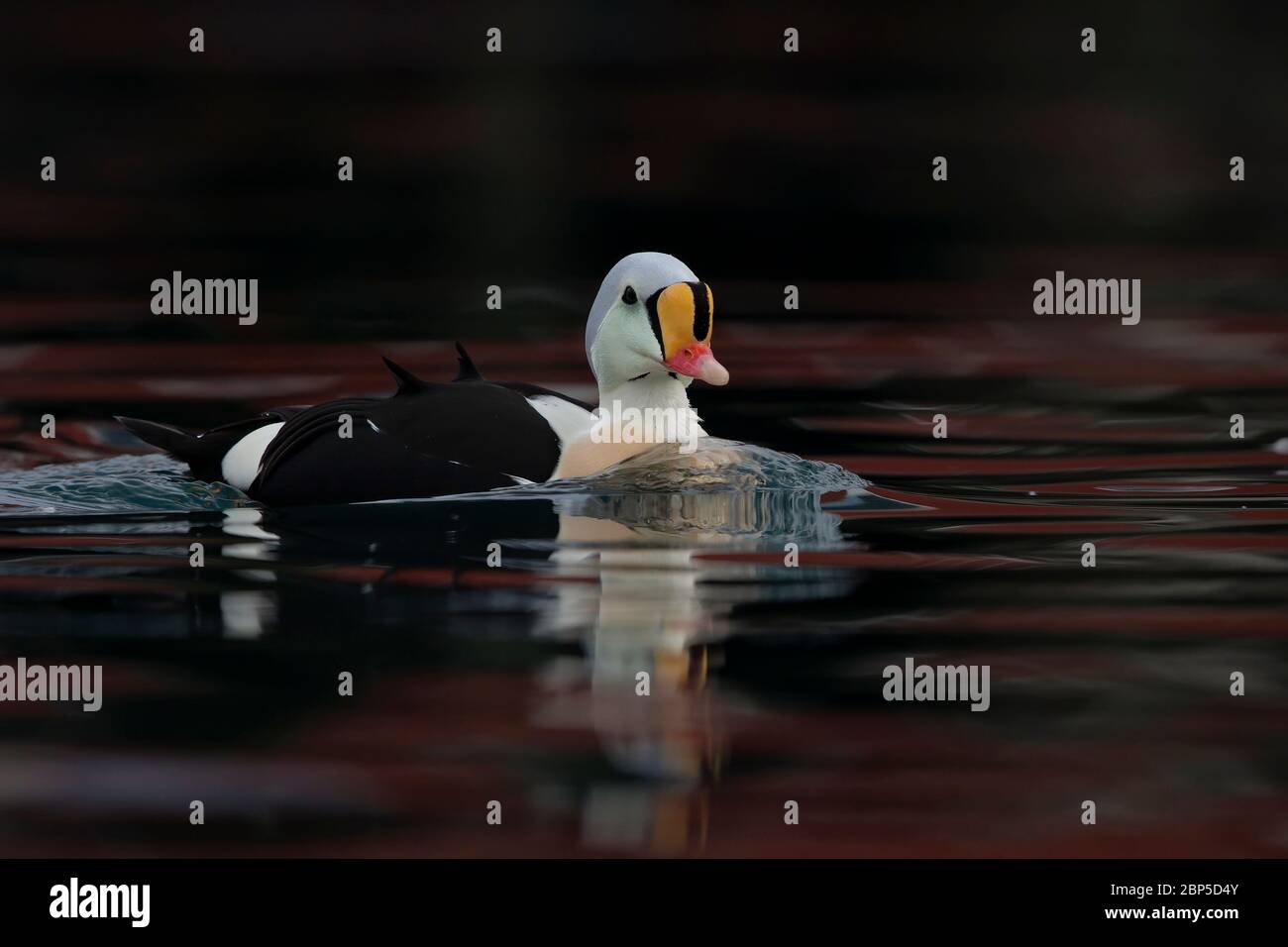 Eider in harbor hi-res stock photography and images - Alamy
