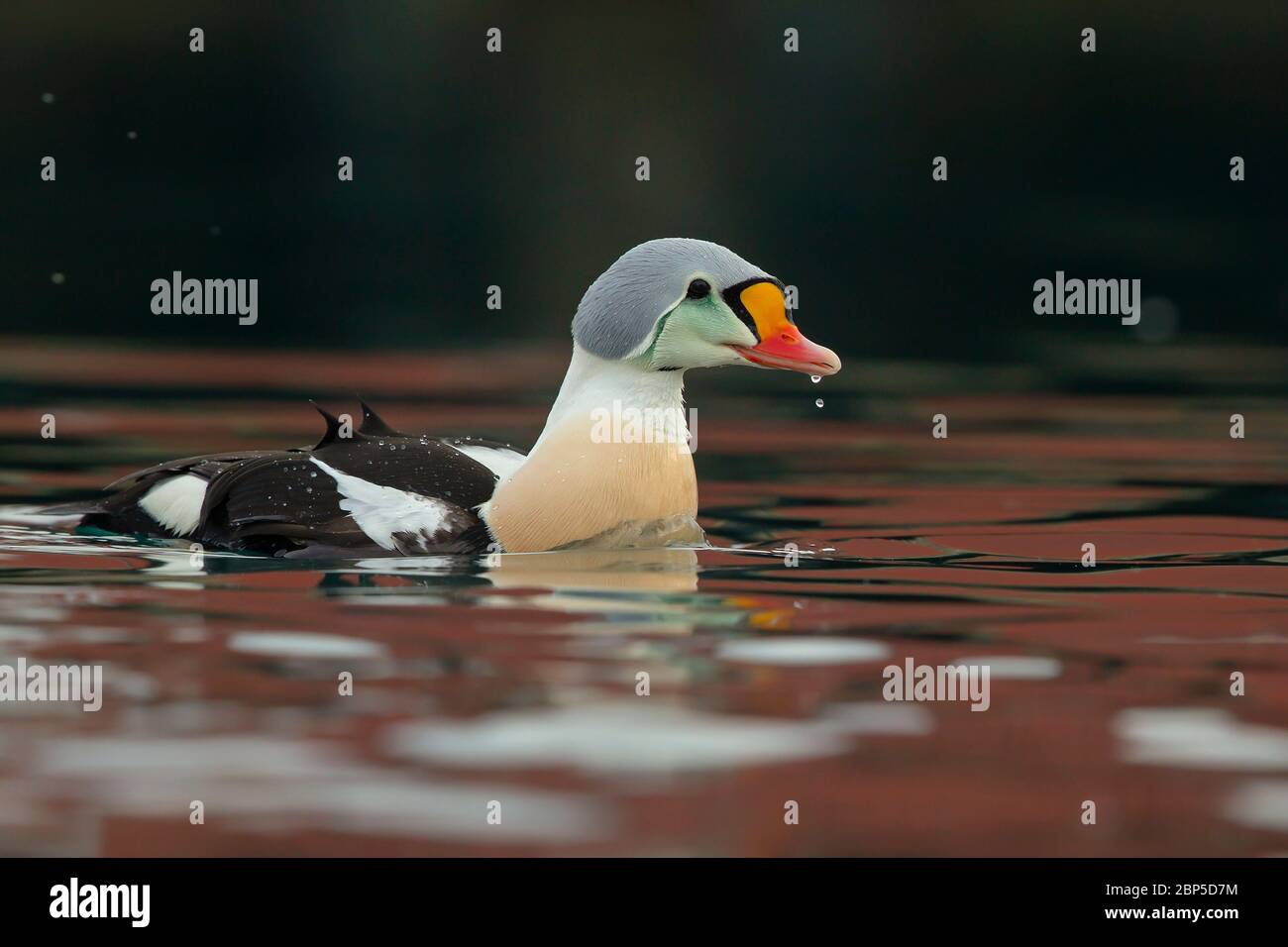 Eider in harbor hi-res stock photography and images - Alamy