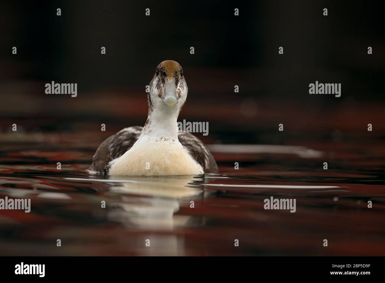 Juvenile male eider duck hi-res stock photography and images - Alamy
