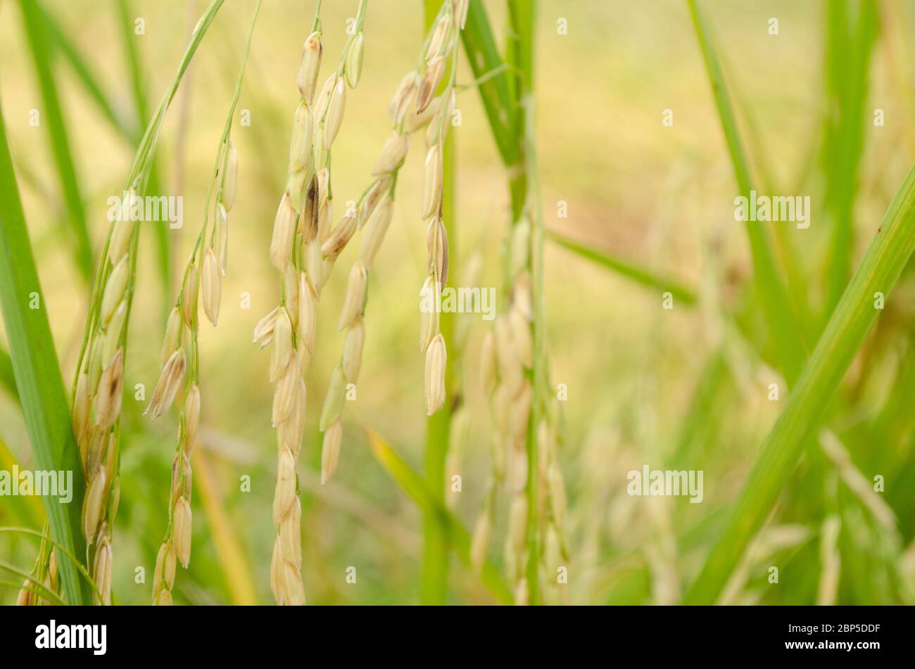 Oryza sativa is the plant species most commonly referred to in English ...