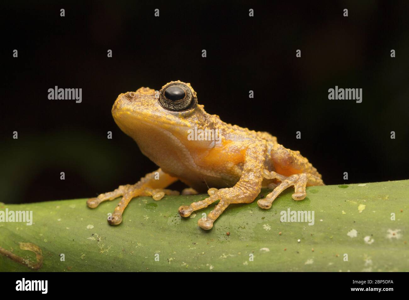 Vermiculate Bush Frog (Philautus vermiculatus) inhabits montane wet ...