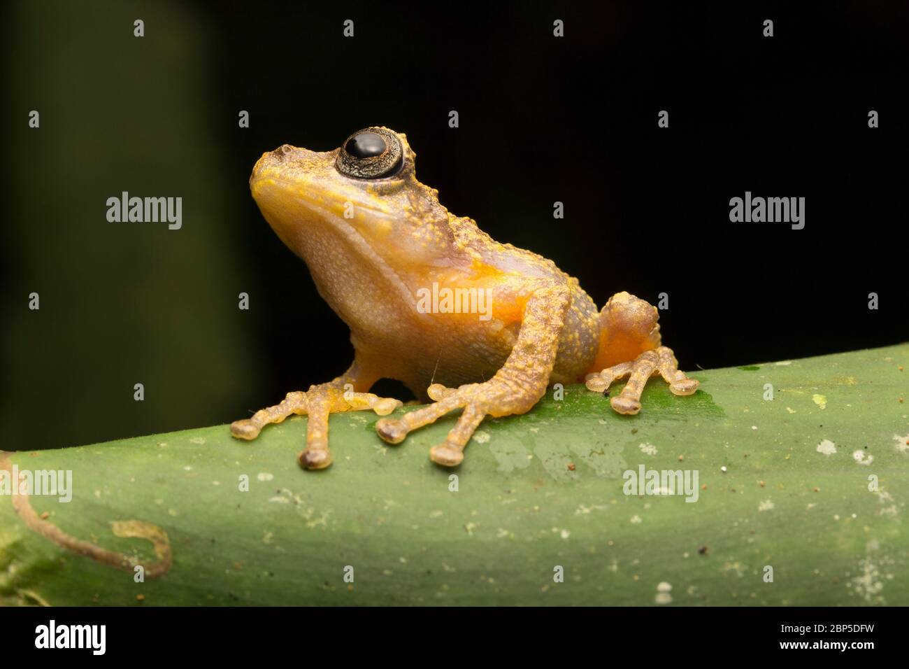 Vermiculate Bush Frog (Philautus vermiculatus) inhabits montane wet ...
