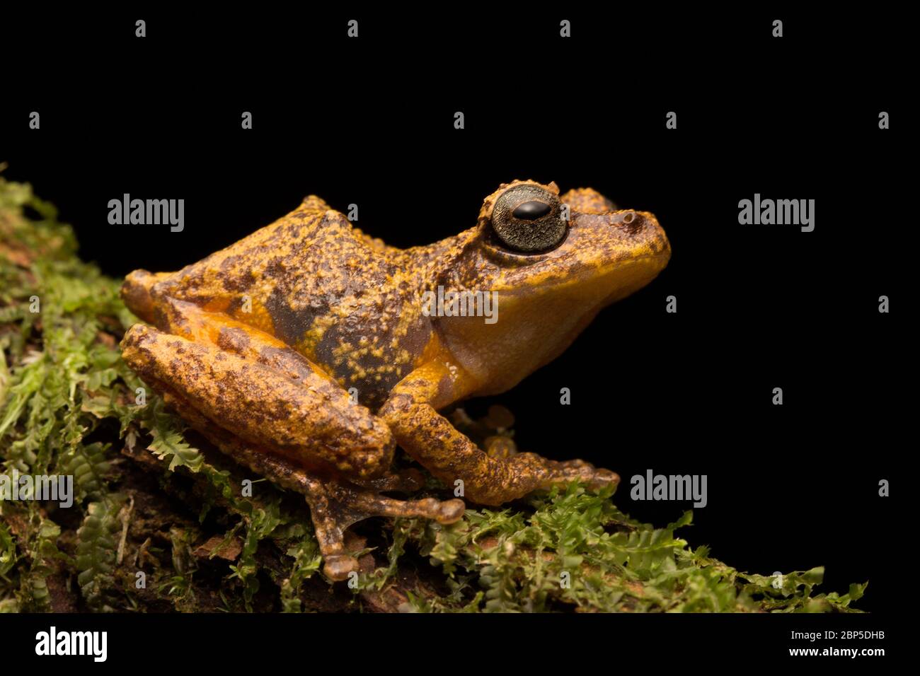 Vermiculate Bush Frog (Philautus vermiculatus) inhabits montane wet ...