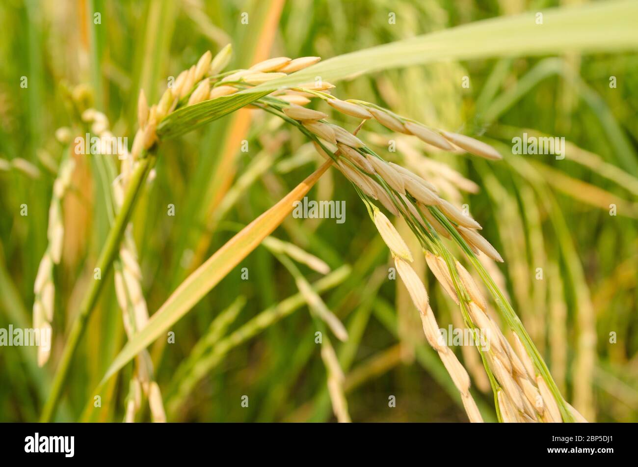 Oryza sativa is the plant species most commonly referred to in English ...