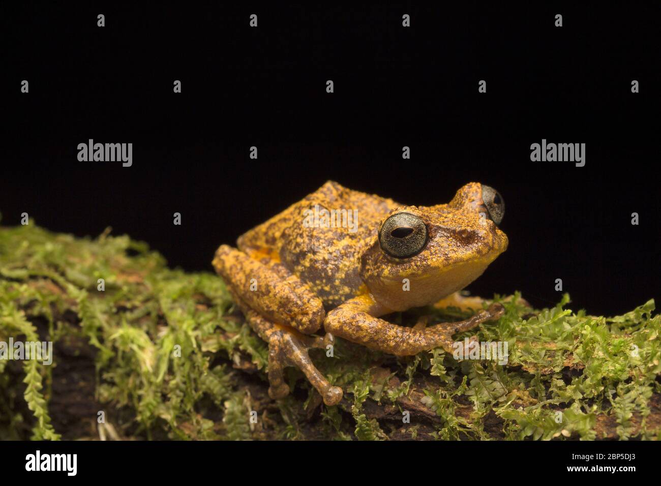 Vermiculate Bush Frog (Philautus vermiculatus) inhabits montane wet ...