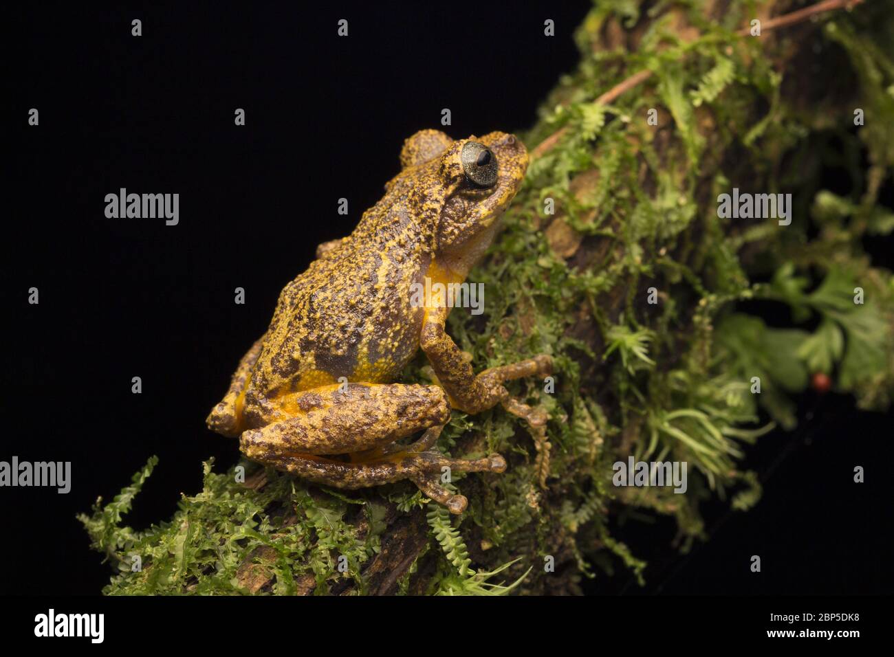 Wet montane forests hi-res stock photography and images - Alamy