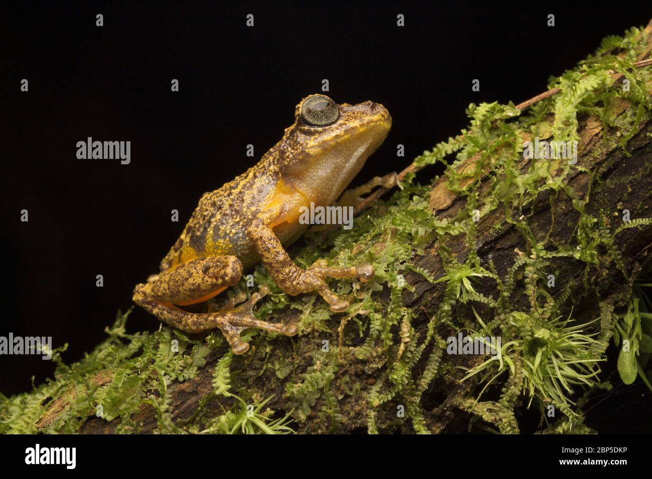 Vermiculate Bush Frog (Philautus vermiculatus) inhabits montane wet ...