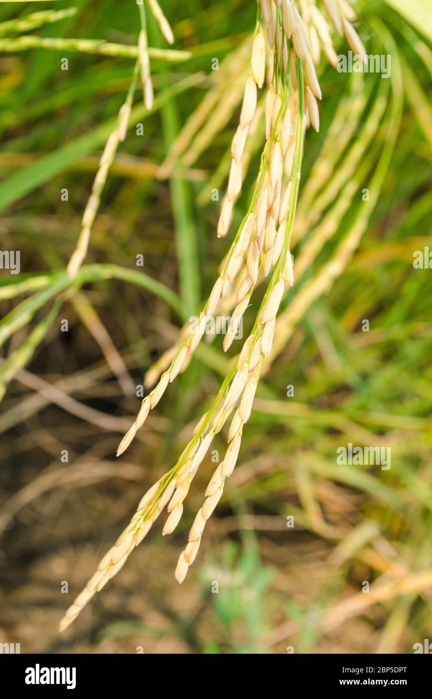 Oryza sativa is the plant species most commonly referred to in English ...