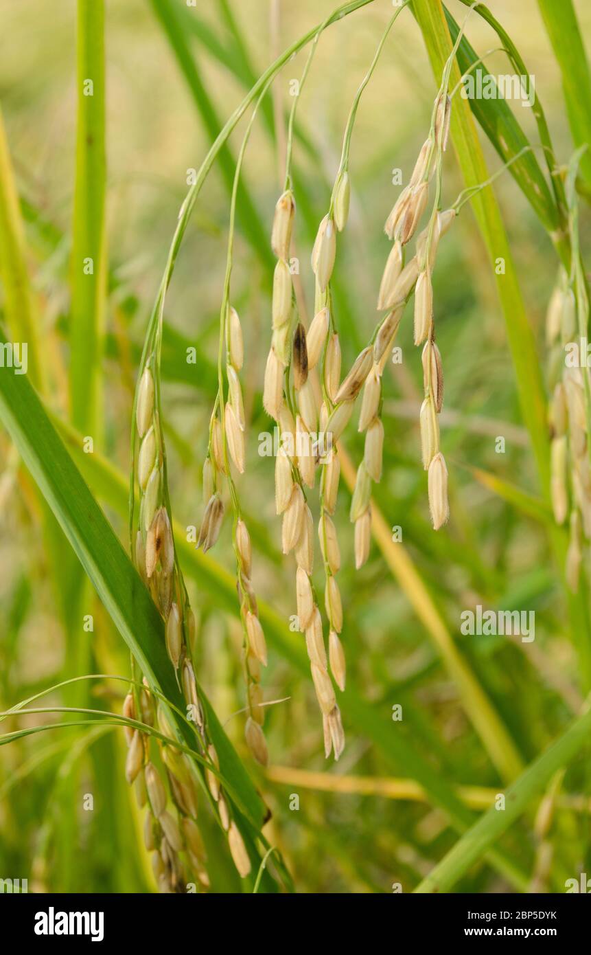 Oryza sativa is the plant species most commonly referred to in English ...