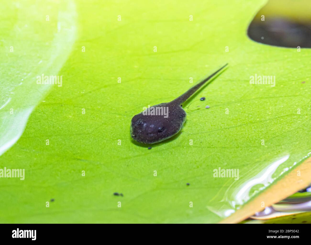 Green frog tadpole hi-res stock photography and images - Alamy