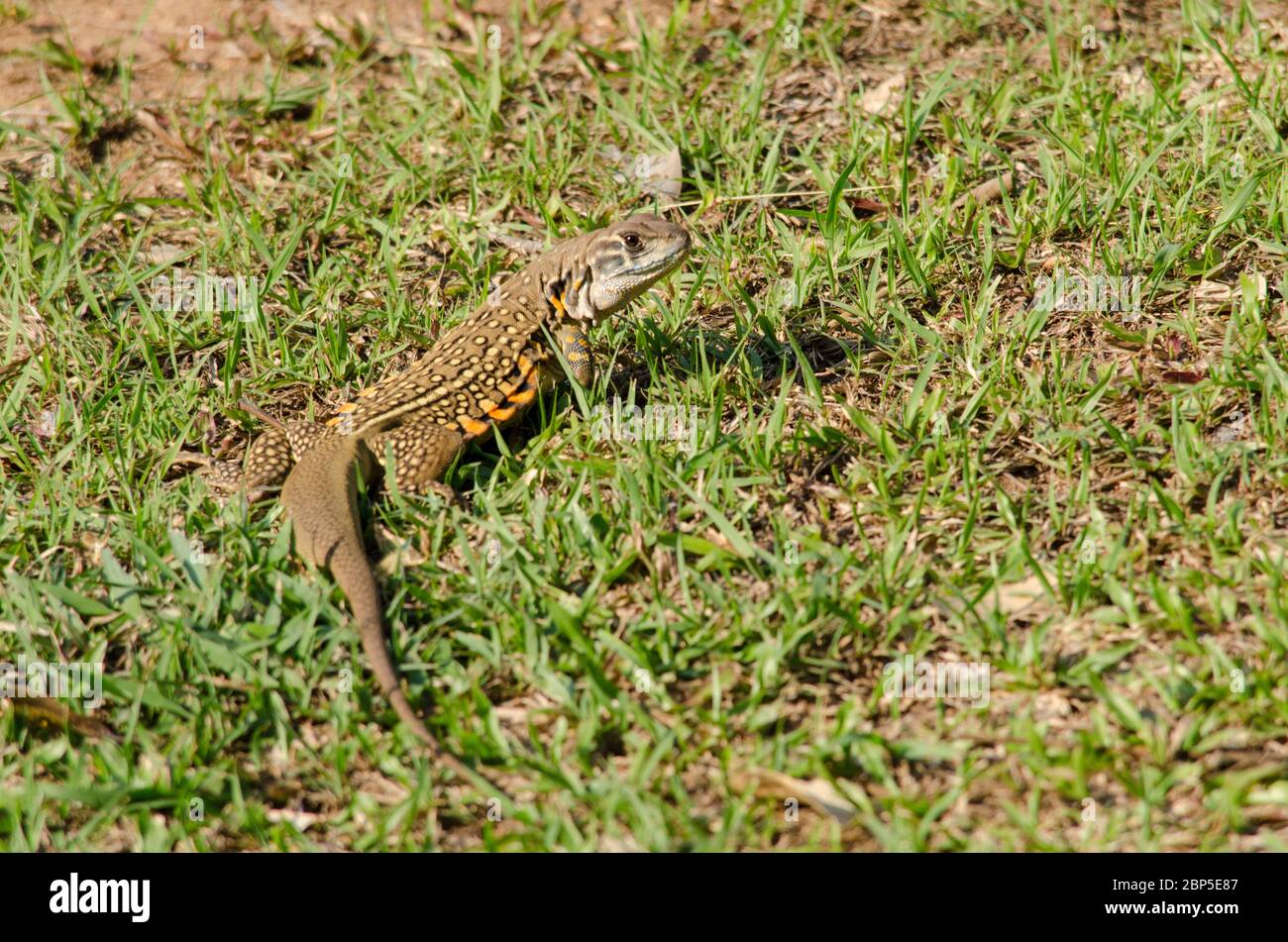 Leiolepis, commonly known as butterfly lizards or butterfly agamas, are ...