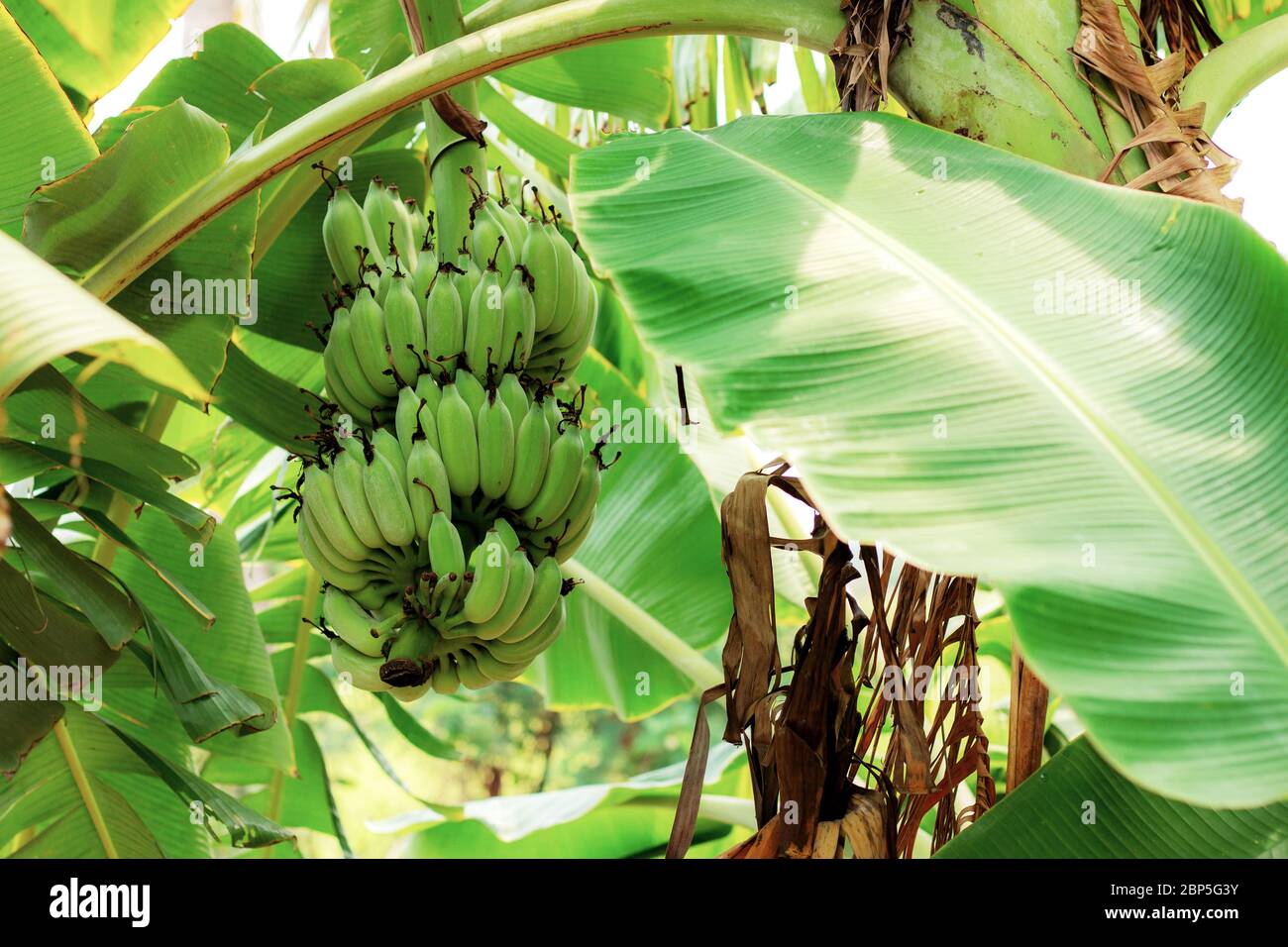 Bananas on tree with the sunlight in farm Stock Photo - Alamy