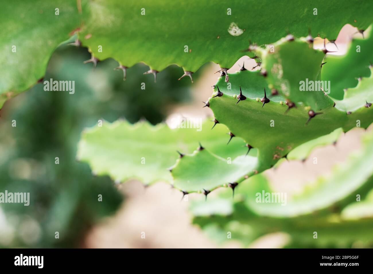 Pokey cactus hi-res stock photography and images - Alamy
