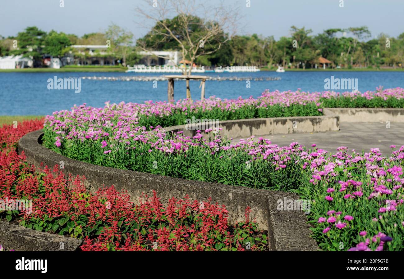 Specie catharanthus hi-res stock photography and images - Alamy