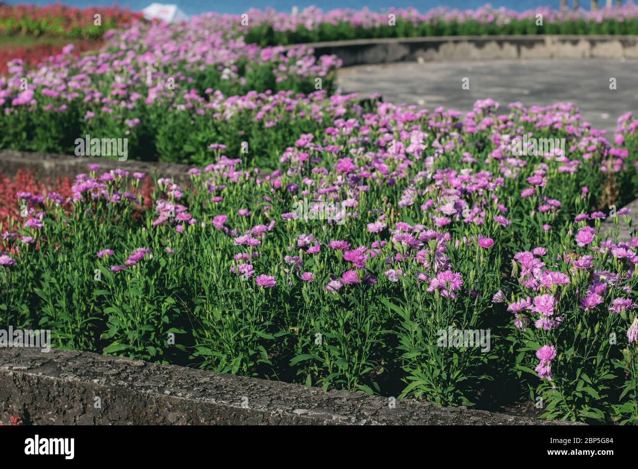 Flower on plot with colorful in garden Stock Photo - Alamy