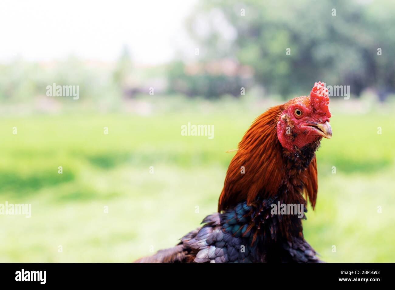 Gamecocks with beautiful of hair and nature in farm Stock Photo - Alamy