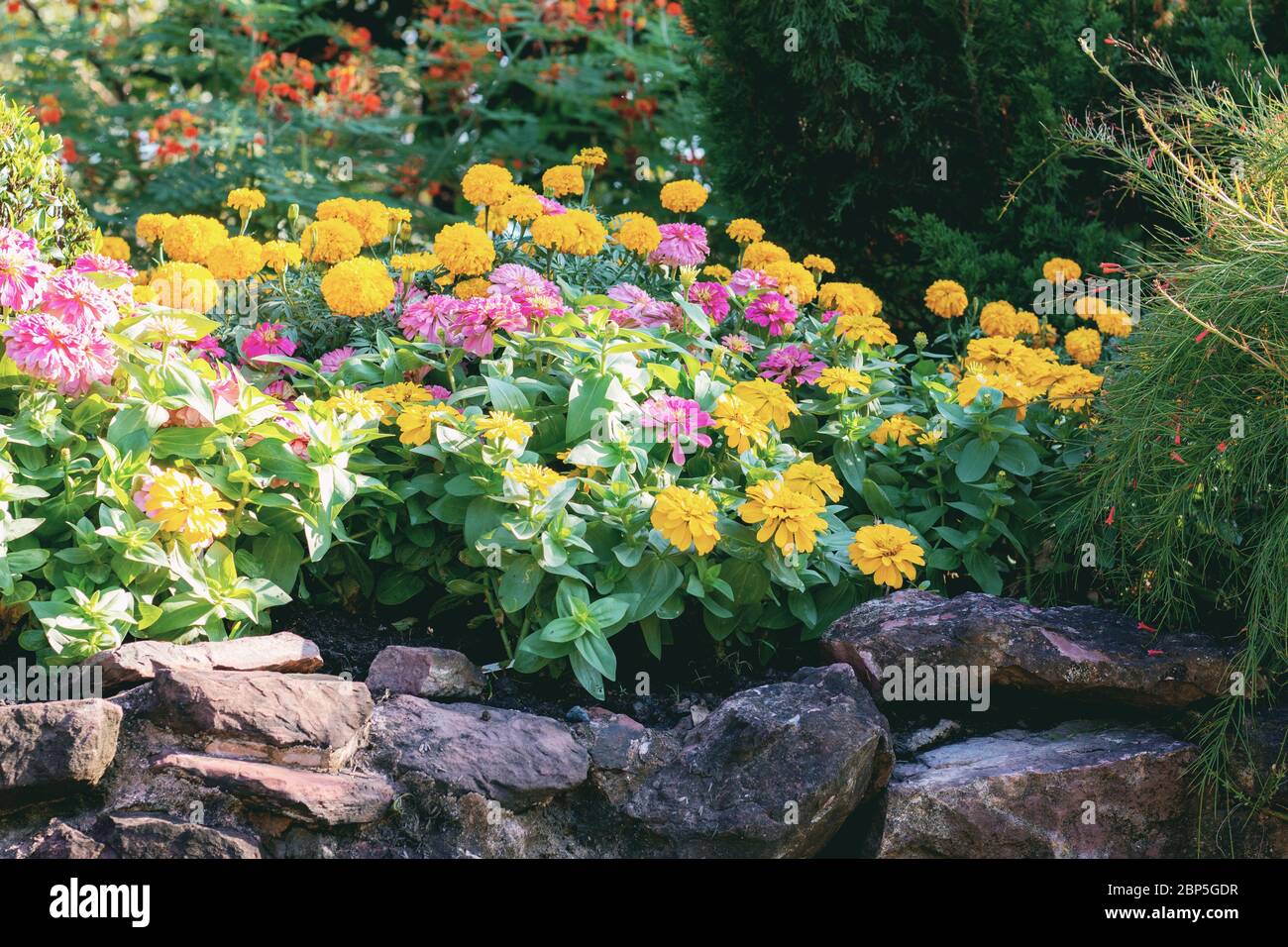 Marigold and many flower with decorated in garden Stock Photo - Alamy