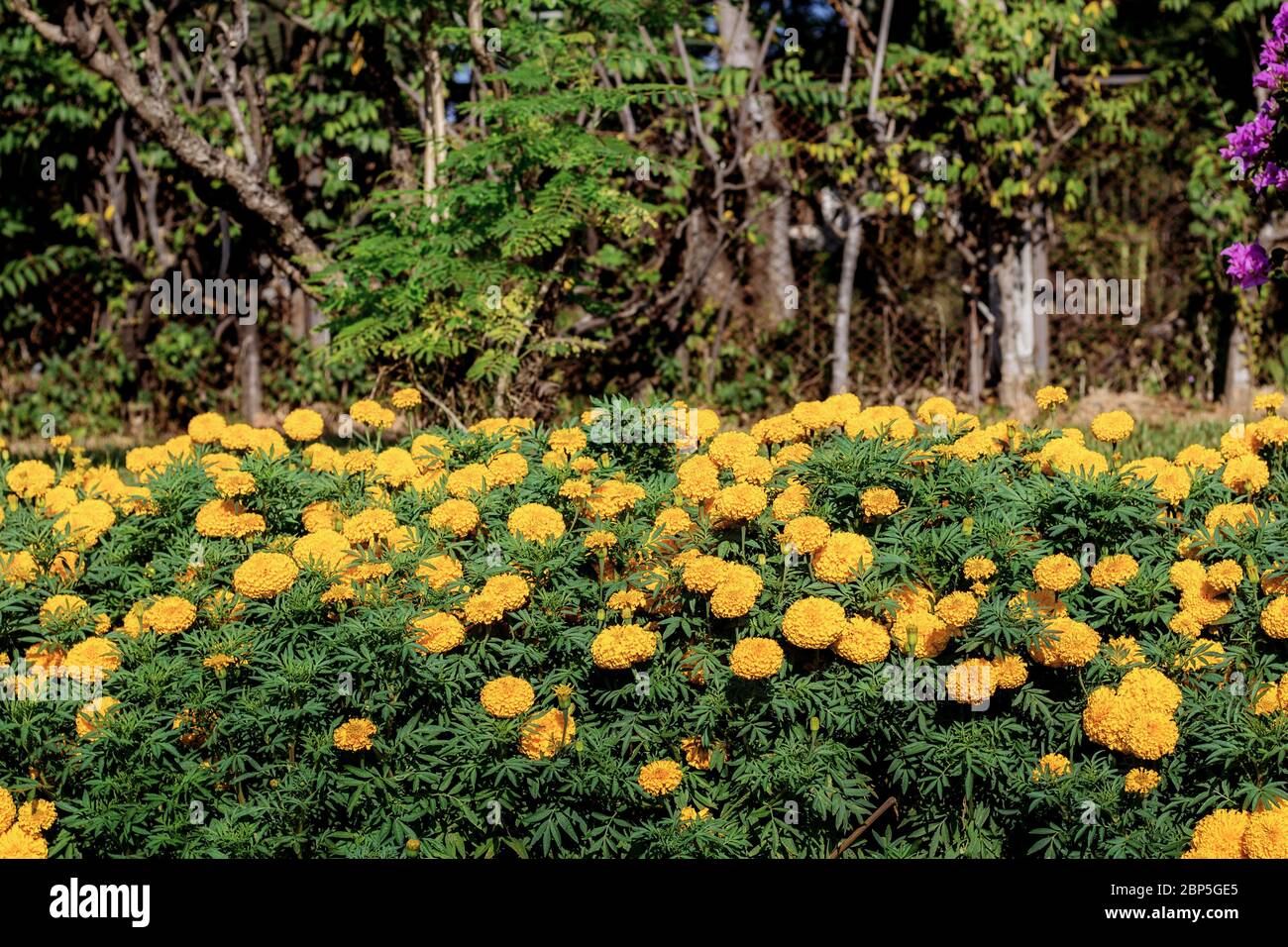 Marigold and ornamental in the garden at sunlight Stock Photo - Alamy