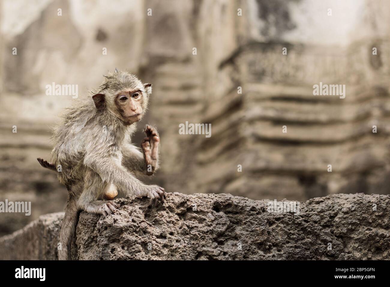 Monkey are playing on brick in a zoo Stock Photo - Alamy