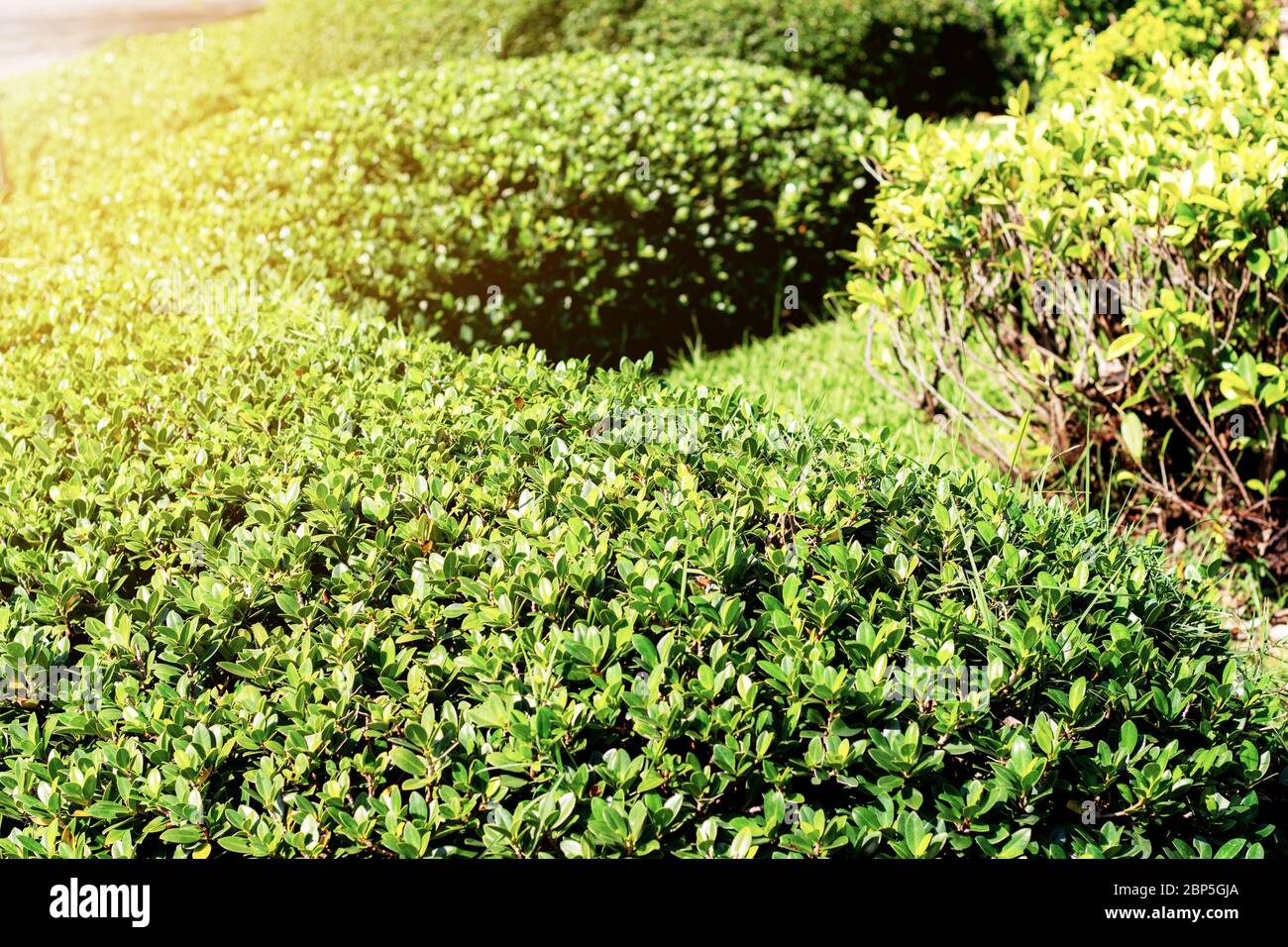 Ornamental plant of decorated in the garden Stock Photo - Alamy