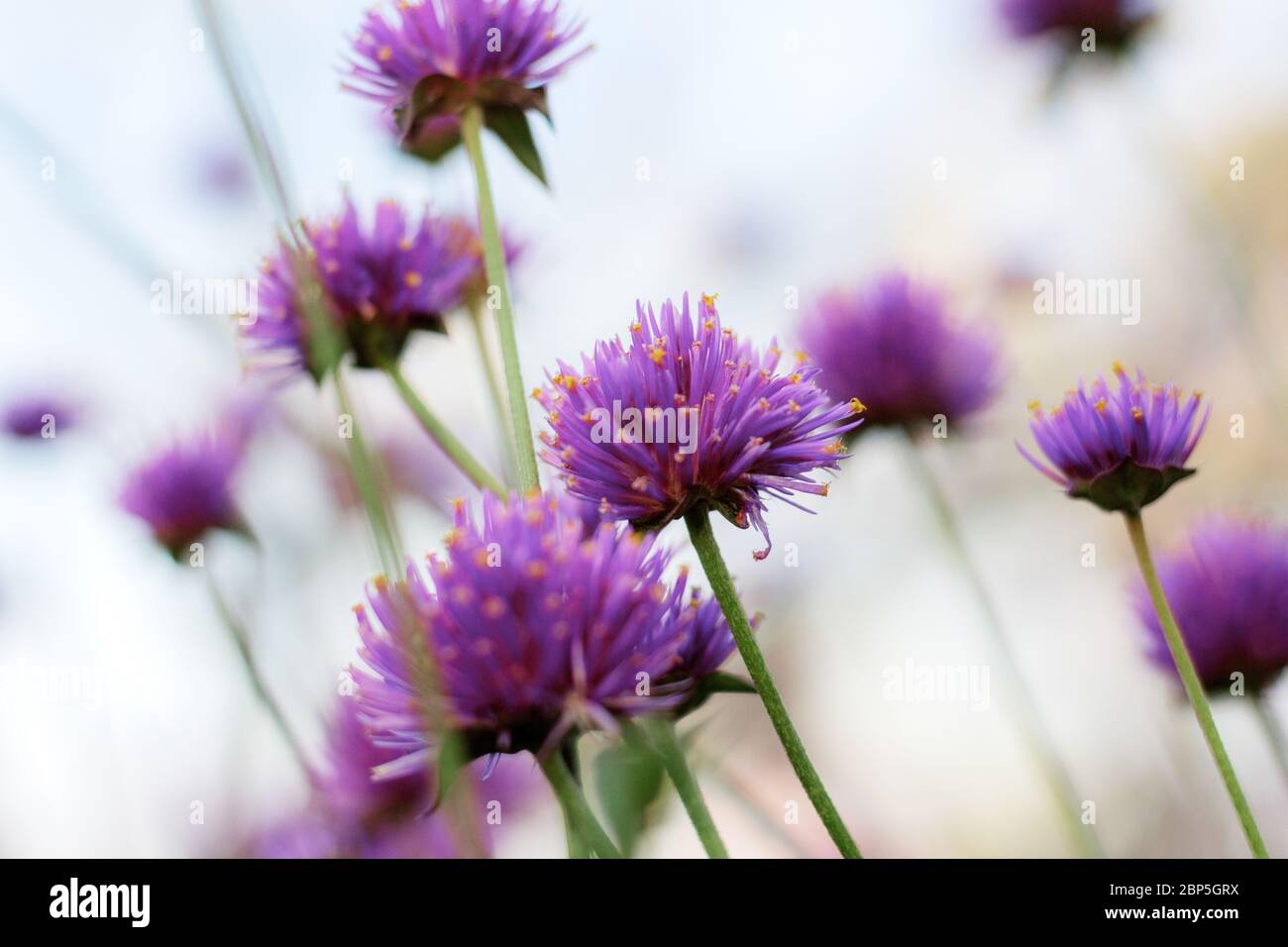 Purple flowers in the winter with sky Stock Photo - Alamy