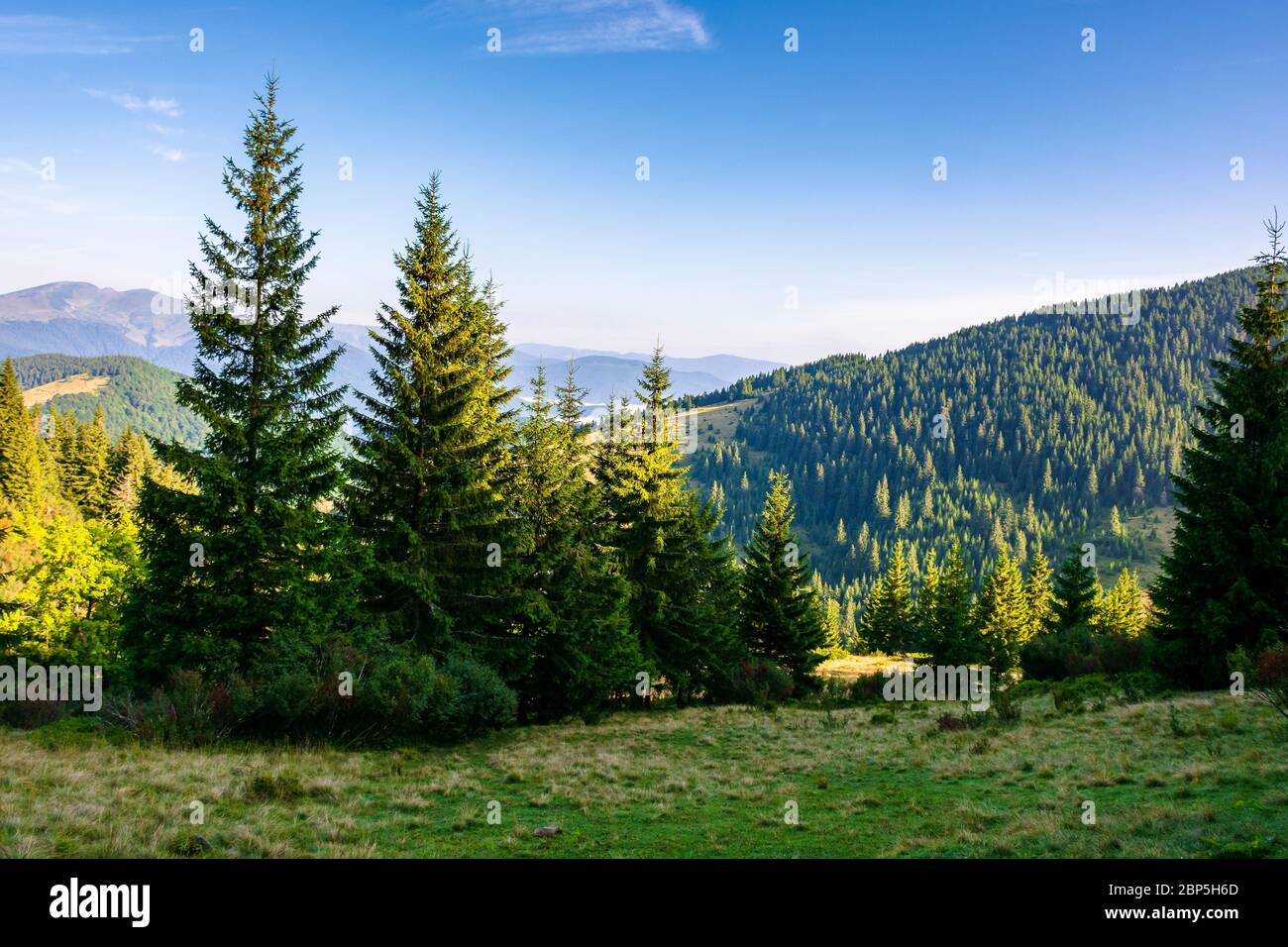 spruce trees on the meadow in mountains. beautiful sunny scenery with ...