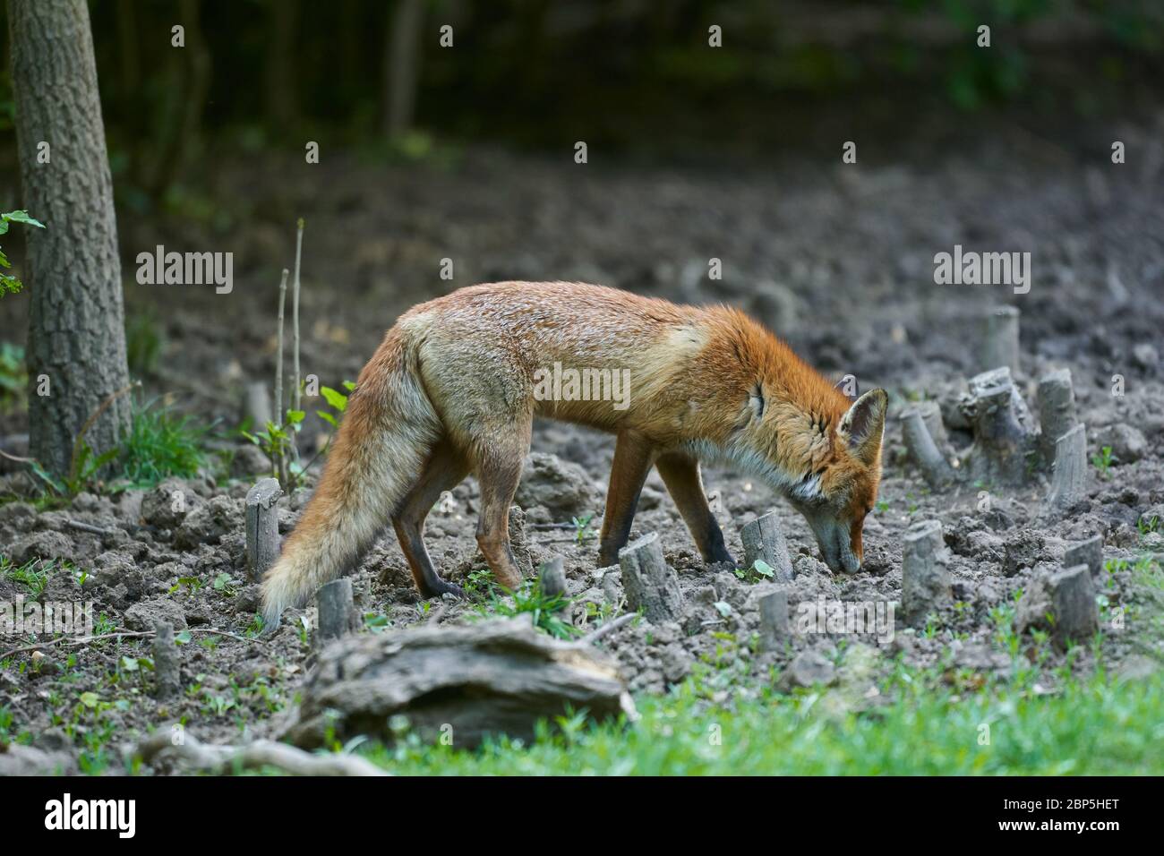 Adult fox in the forest checking surroundings Stock Photo - Alamy
