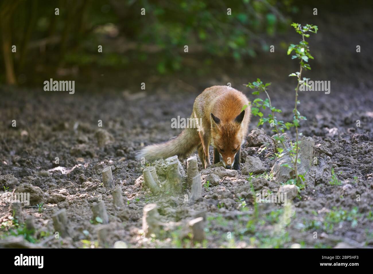 Adult fox in the forest checking surroundings Stock Photo - Alamy