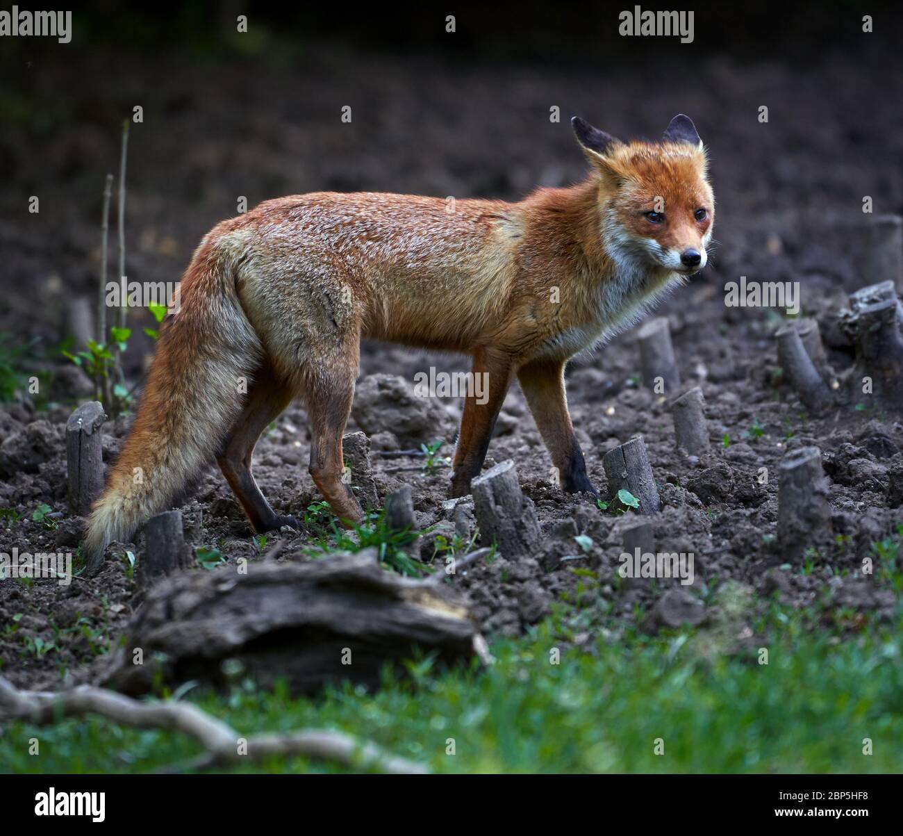 Adult fox in the forest checking surroundings Stock Photo - Alamy