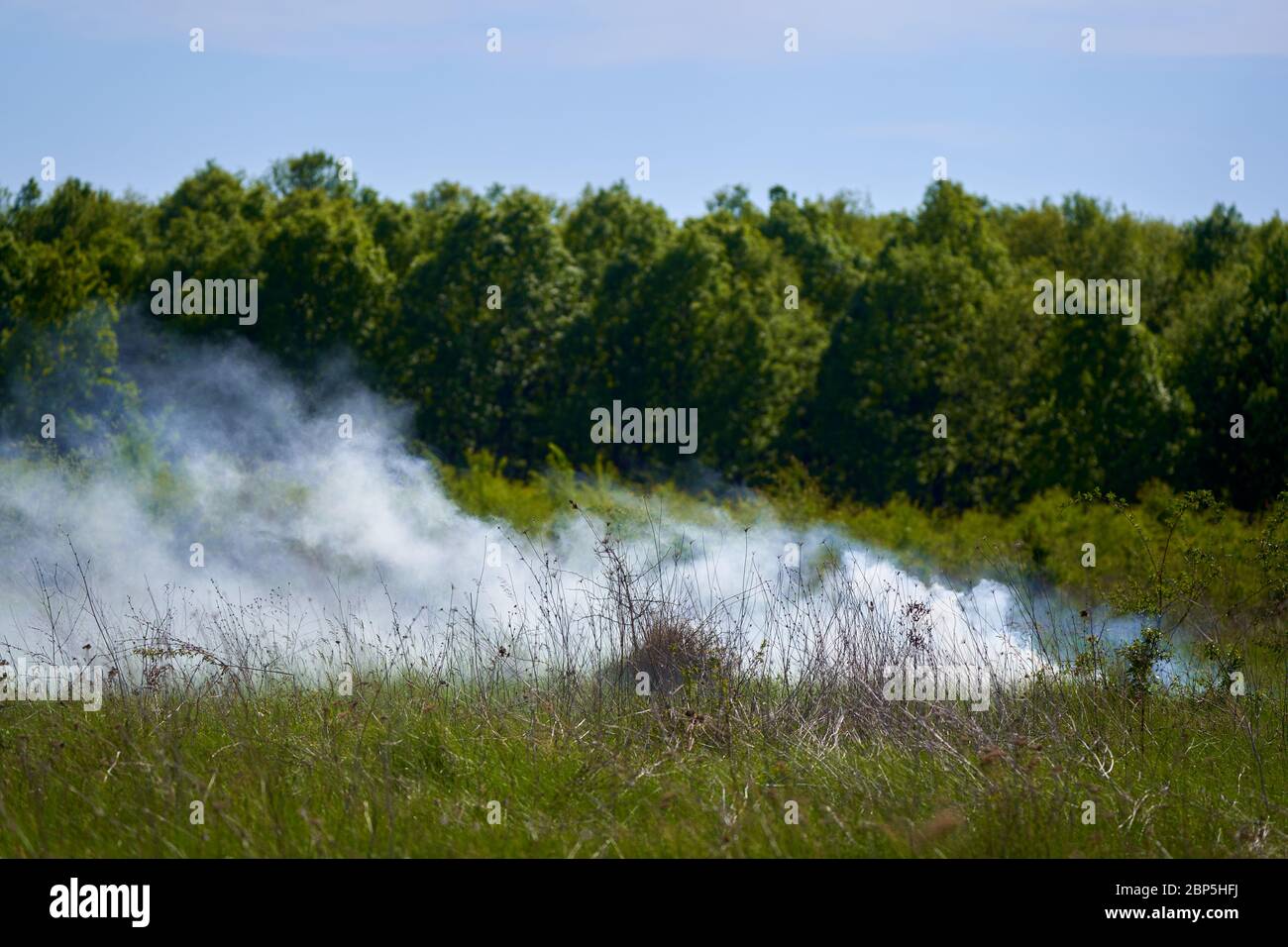 Fire in the bushes by an oak forest Stock Photo - Alamy