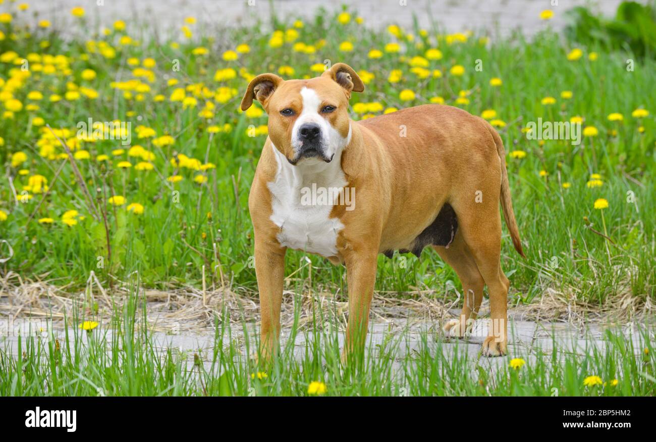 Amstaff High Resolution Stock Photography and Images - Alamy