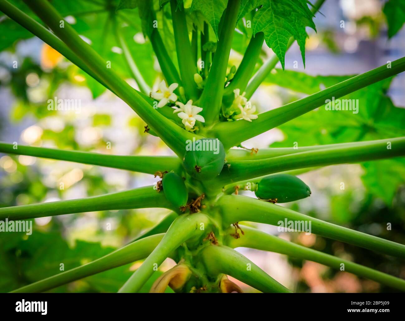 Fresh green papaya growing on a tree with blossoming flowers in ...
