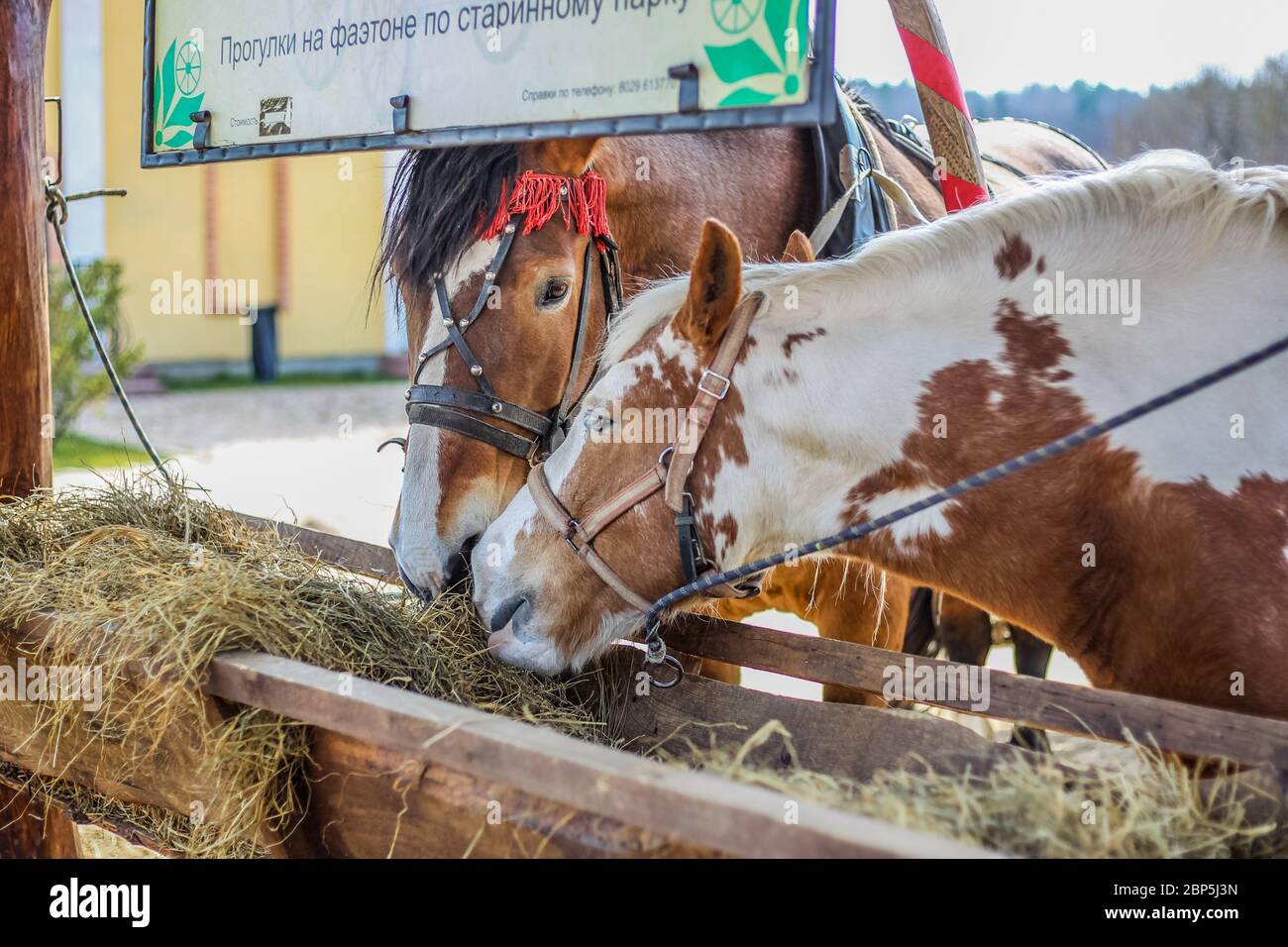 Horse feeding from trough hi-res stock photography and images - Alamy