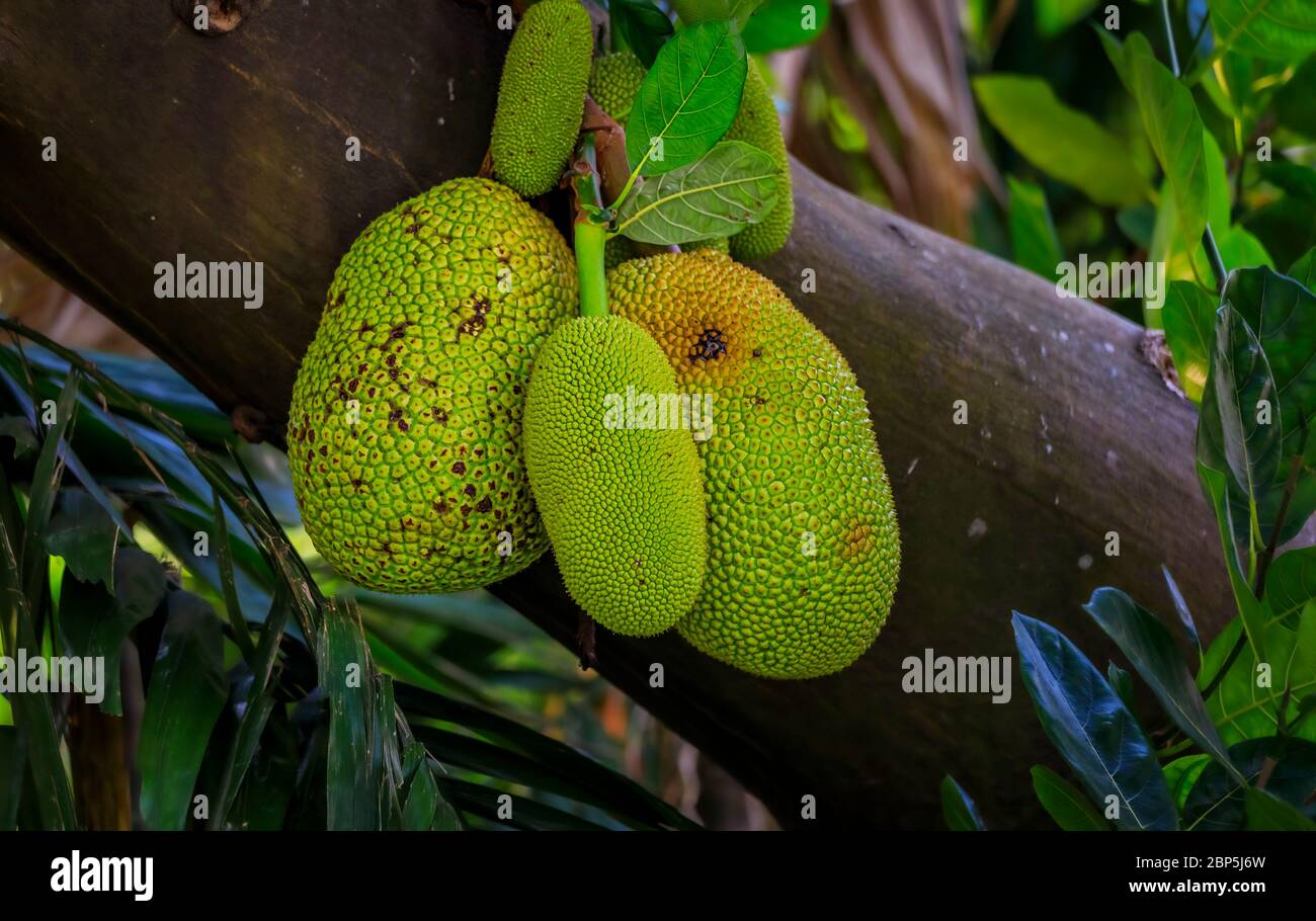 Green Jackfruit High Resolution Stock Photography and Images - Alamy