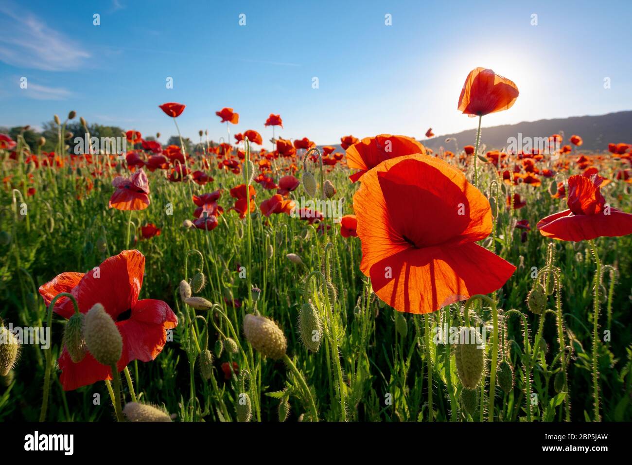 red poppy field landscape. beautiful landscape at sunset beneath a blue ...