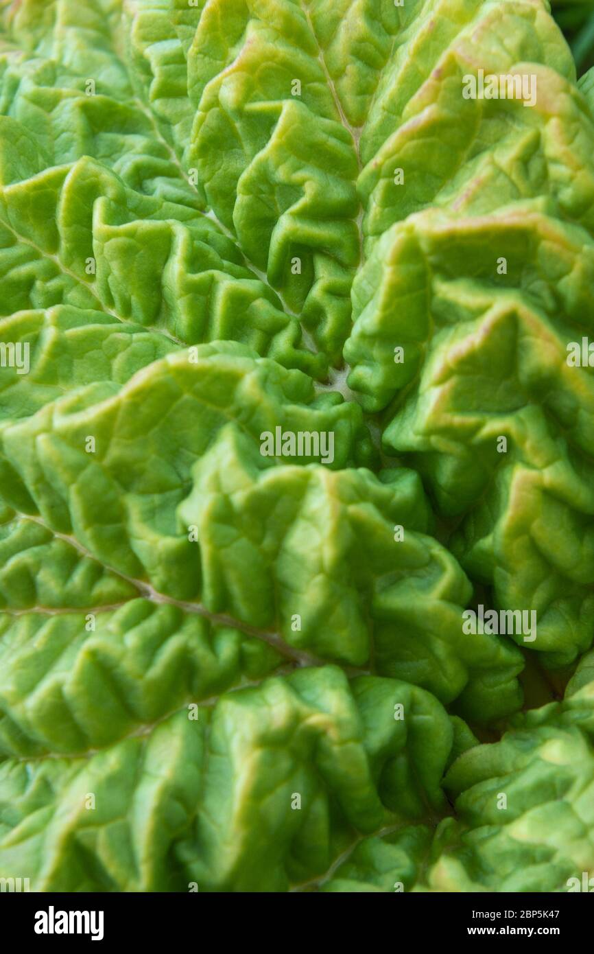 Rhubarb leaf close up hi-res stock photography and images - Alamy